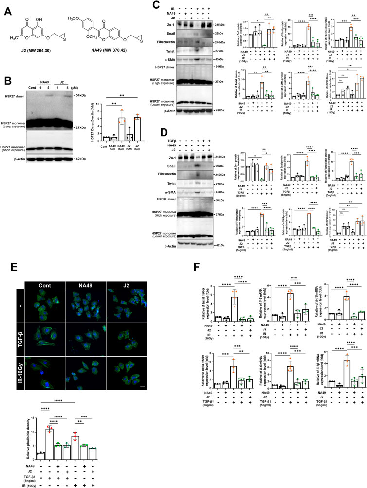 Frontiers | Drug like HSP27 cross linkers with chromenone structure ...