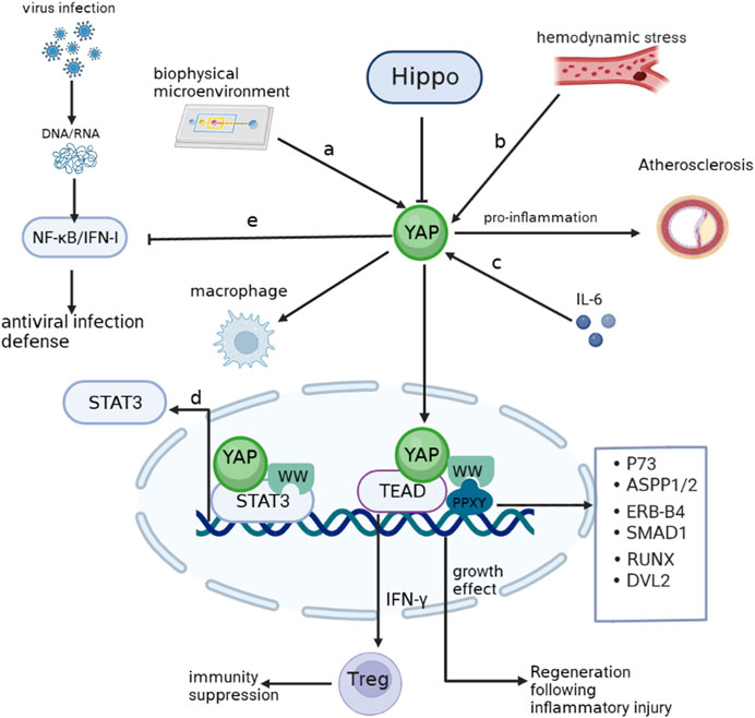 Frontiers | YAP at the progression of inflammation