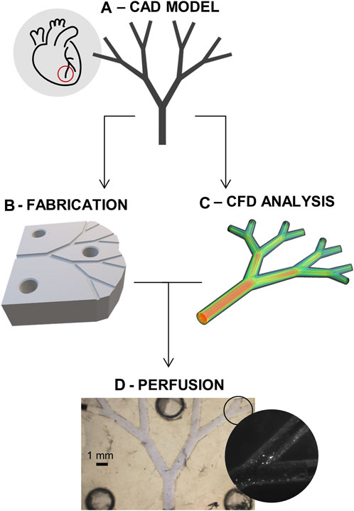 Frontiers | Integrative modeling of hemodynamic changes and perfusion ...