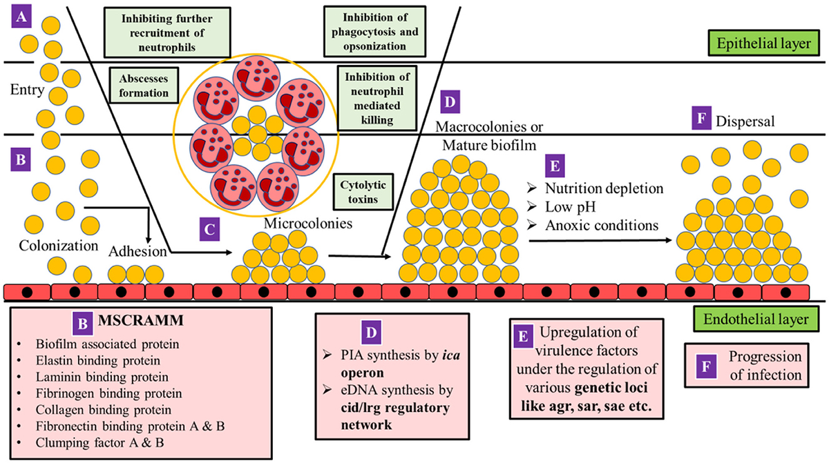 Frontiers | A genetic regulatory see-saw of biofilm and virulence in ...