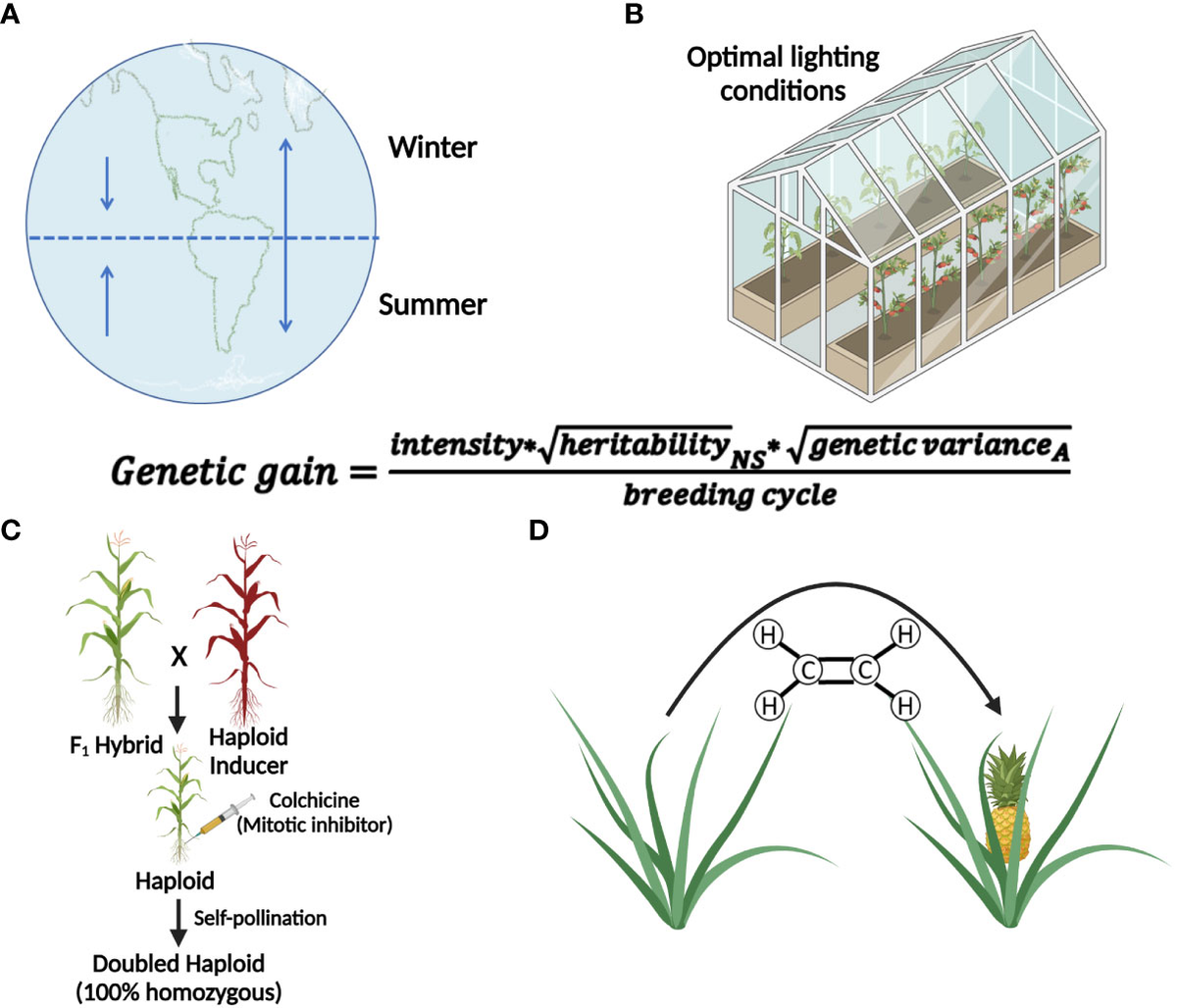 Frontiers | Overcoming roadblocks for in vitro nurseries in plants ...