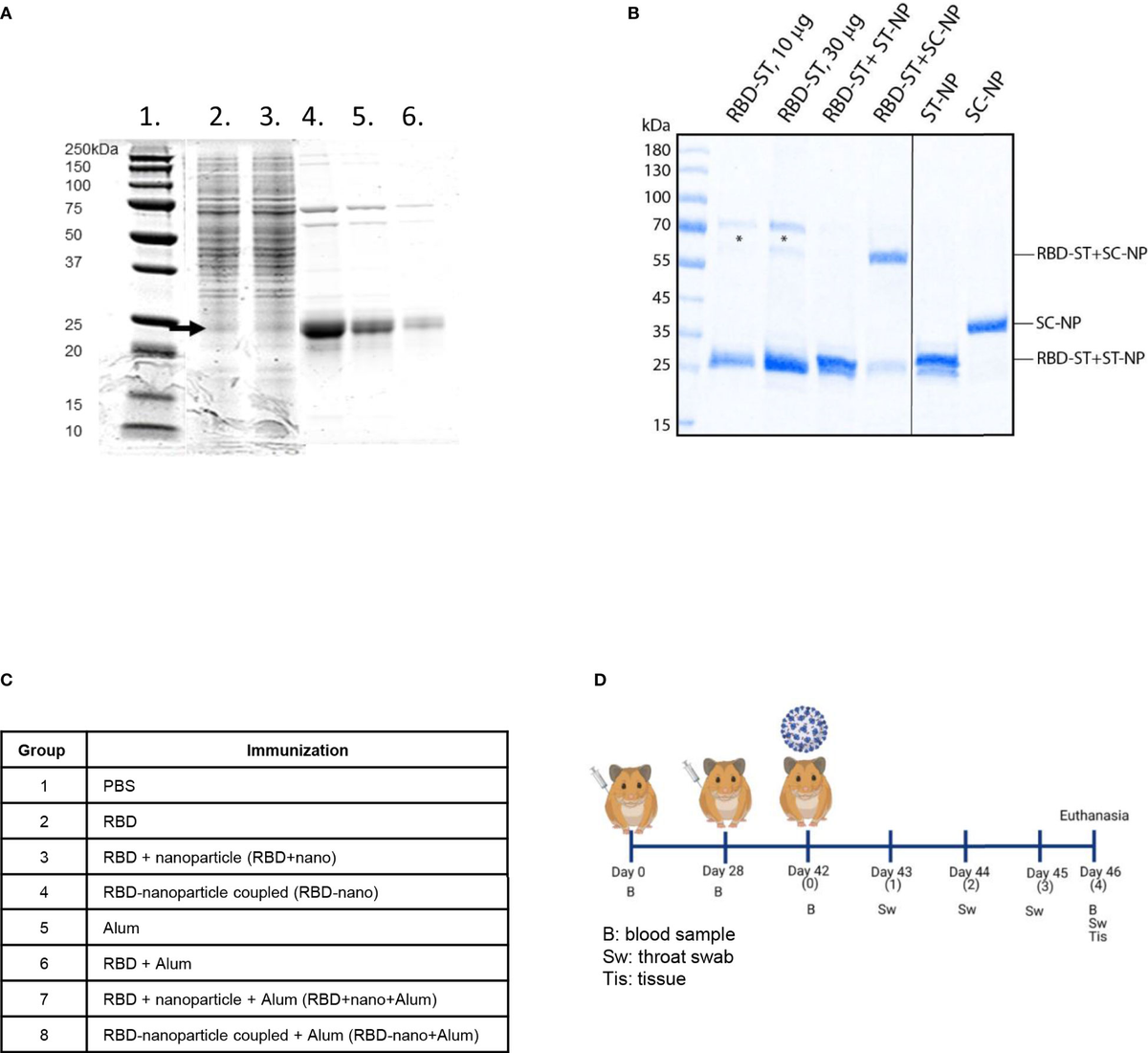 Frontiers | Preclinical immunogenicity and protective efficacy of a SARS-CoV-2 RBD-based vaccine ...