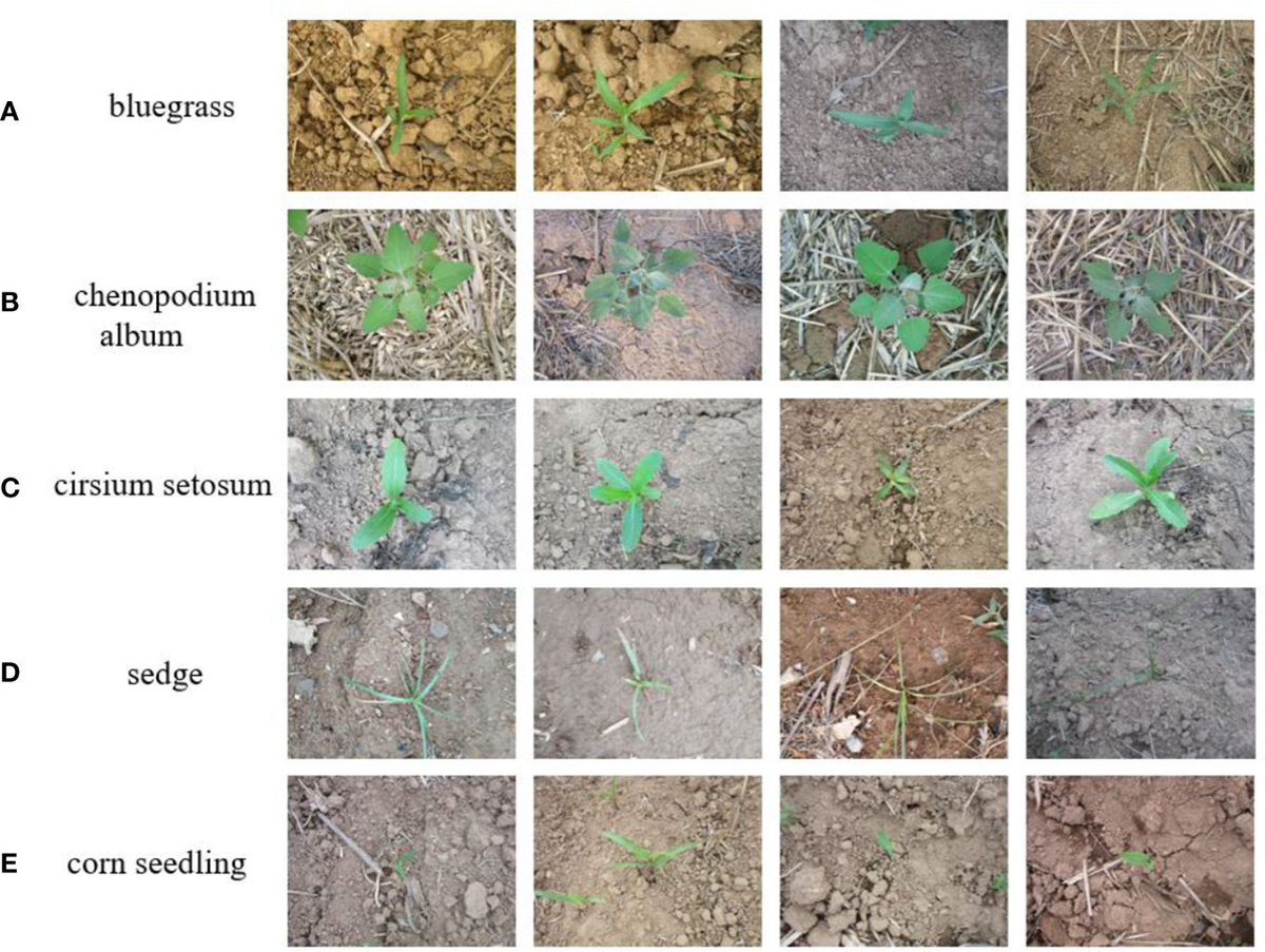 Frontiers | A new model based on improved VGG16 for corn weed ...
