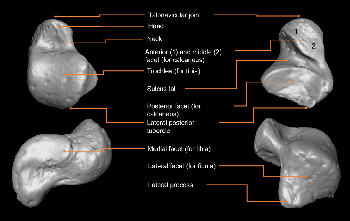 Frontiers | Becoming adults: exploring the late ontogeny of the human talus