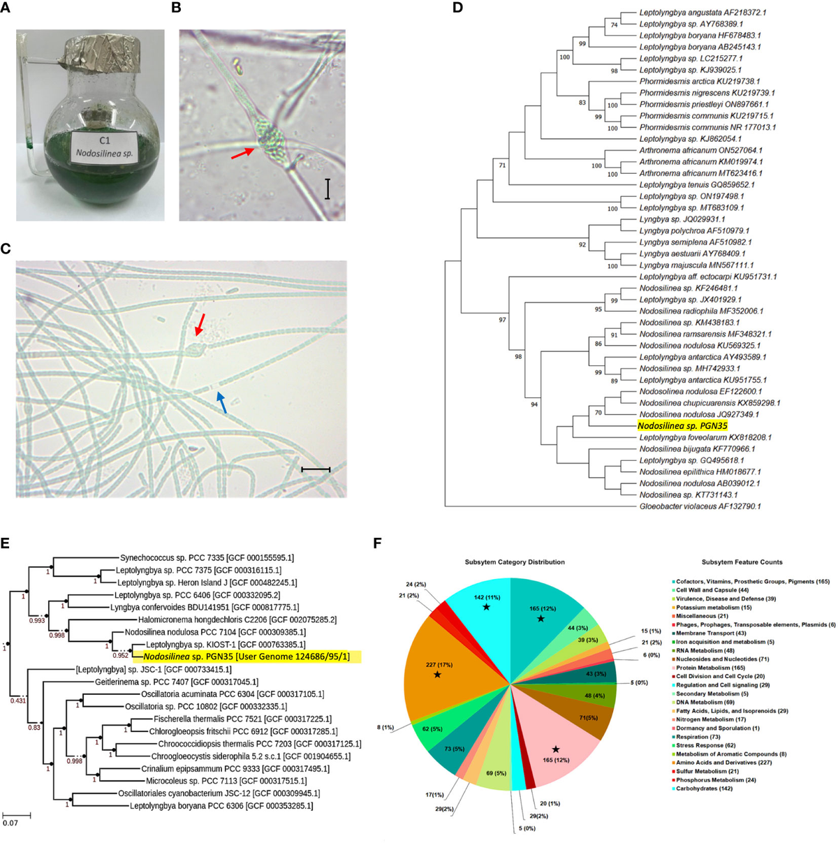 Frontiers Whole Genome Sequence Analysis Of The Filamentous Nodosilinea Sp Pgn35 Isolated