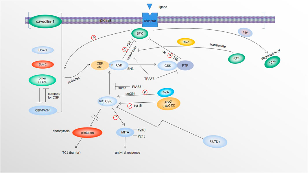 Frontiers | Regulation, targets and functions of CSK