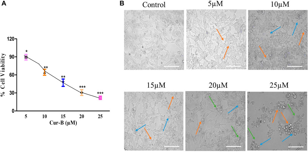 Frontiers | Cucurbitacin-B instigates intrinsic apoptosis and modulates ...