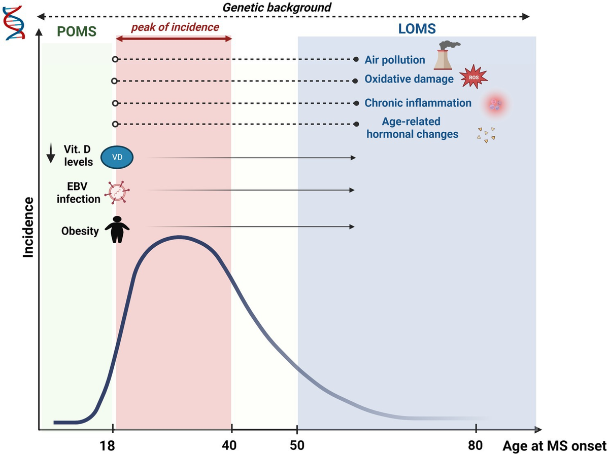 Frontiers | Aging in multiple sclerosis: from childhood to old age, etiopathogenesis, and unmet ...