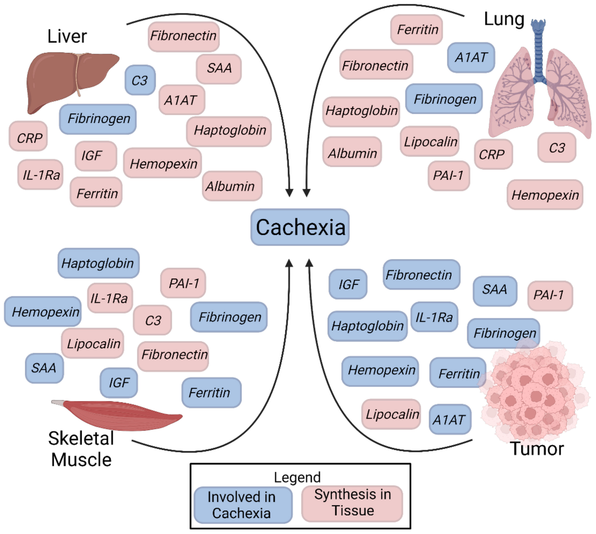 Frontiers | The impact of inflammation and acute phase activation in ...