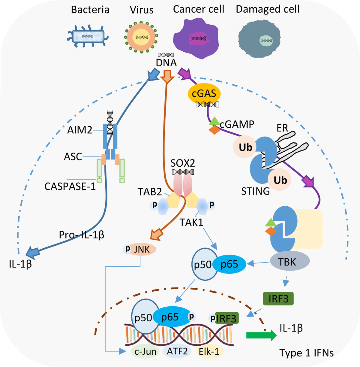 Frontiers | Intracellular DNA sensing by neutrophils and amplification ...