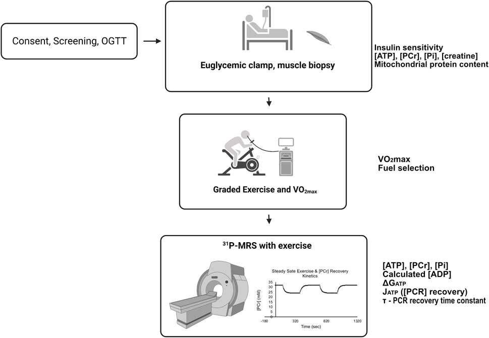 Frontiers | Nonequilibrium thermodynamics and mitochondrial protein ...