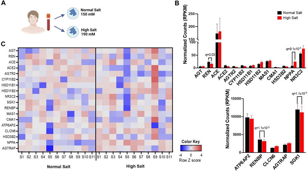 Frontiers | Regulation of human salt-sensitivite hypertension by ...
