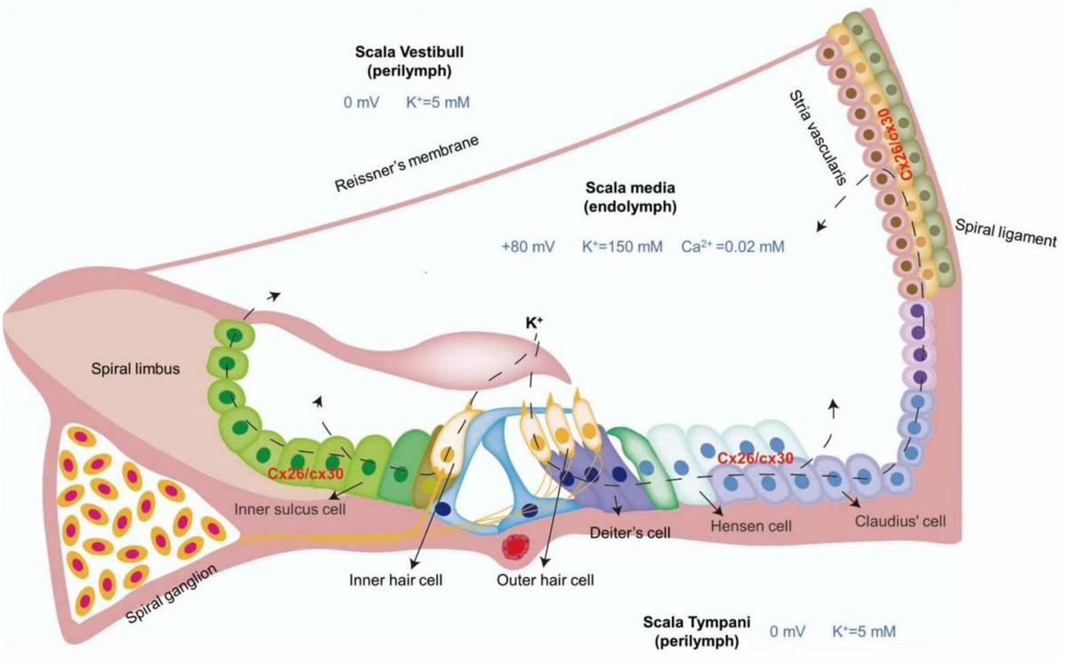 Frontiers | Research progress in delineating the pathological ...