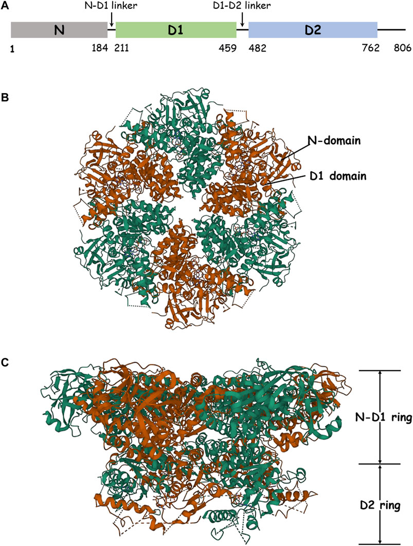 Frontiers | Discovery of novel benzylquinazoline molecules as p97/VCP ...