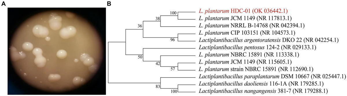 Frontiers | Purification, characterization and probiotic proliferation ...
