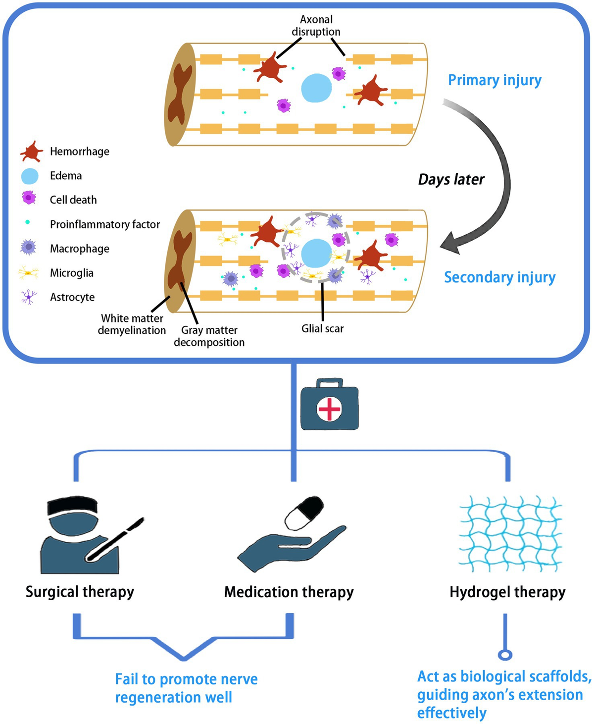 Frontiers | Hydrogel scaffolds in the treatment of spinal cord injury ...