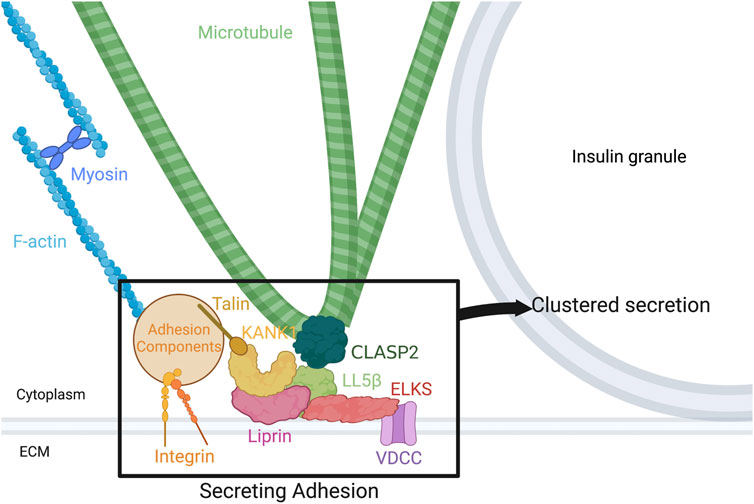 Frontiers | Insulin secretion hot spots in pancreatic β cells as secreting adhesions