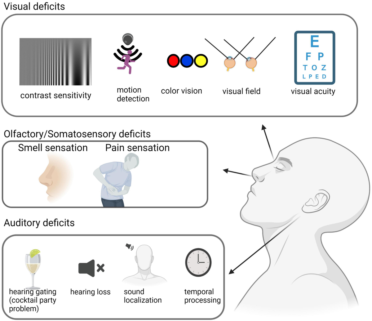 Frontiers | Sensory processing deficits and related cortical pathological changes in Alzheimer’s ...