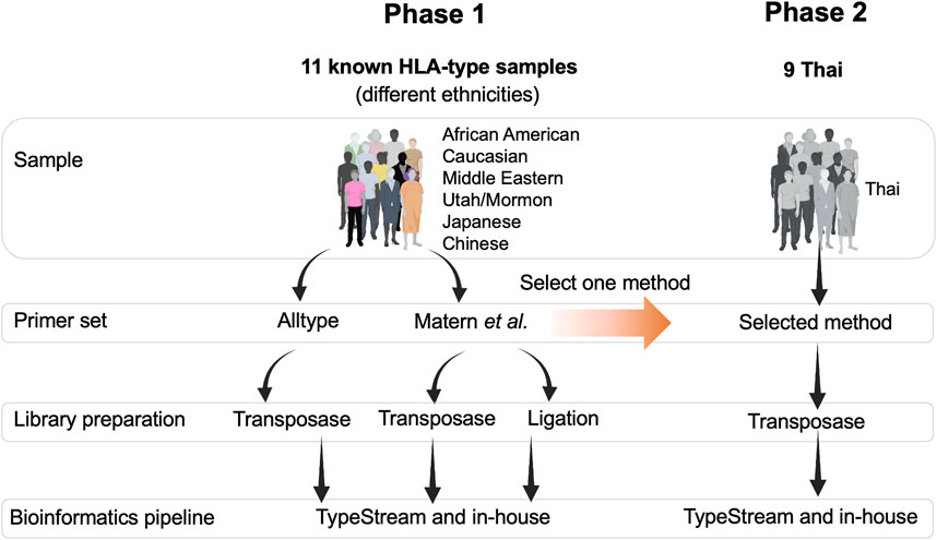 Frontiers | Ultrarapid and high-resolution HLA class I typing using ...