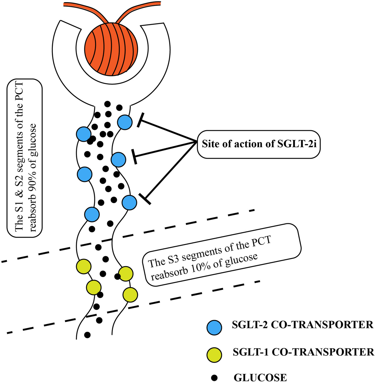 Frontiers | Role and mechanisms of SGLT-2 inhibitors in the treatment of diabetic kidney disease