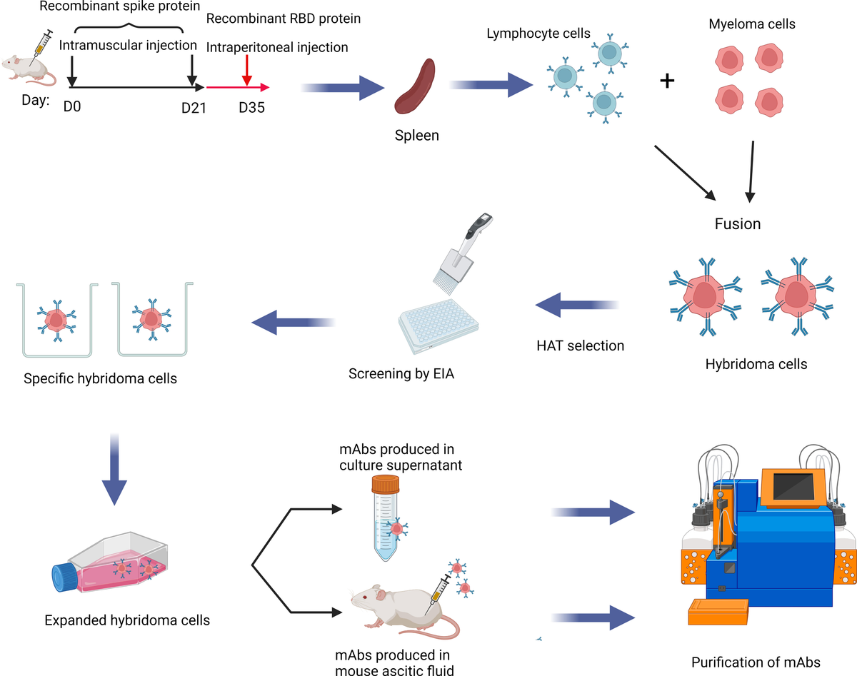 Frontiers | Broad-spectrum humanized monoclonal neutralizing antibody ...