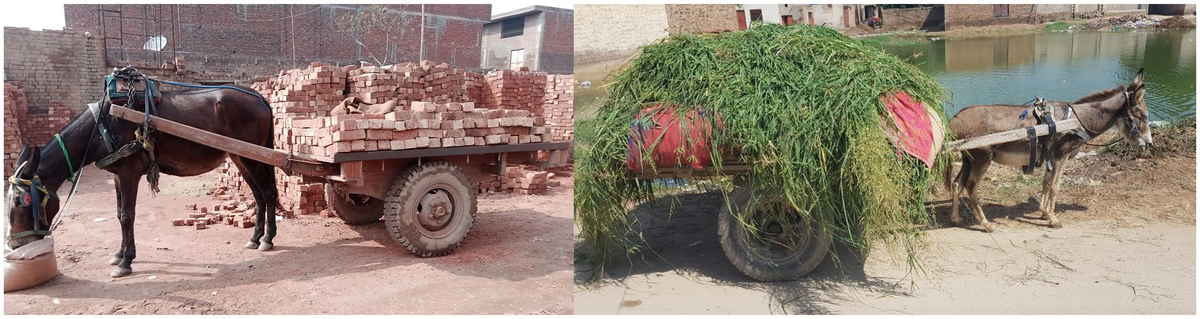 Frontiers | Assessing the impact of draught load pulling on welfare in ...