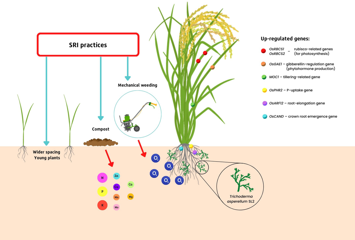 Frontiers | Evaluating the underlying physiological and molecular ...
