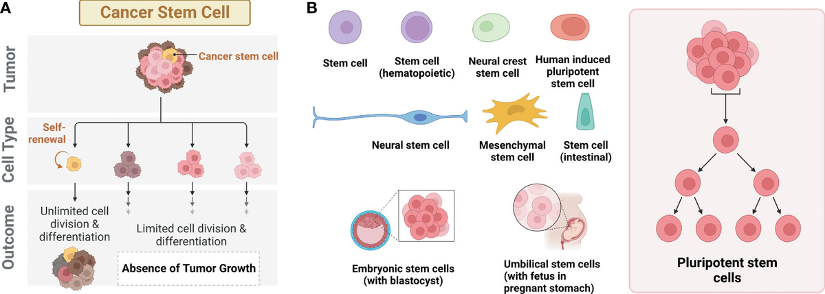 Frontiers | Deep learning models for cancer stem cell detection: a ...