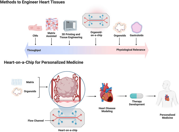 Frontiers | Biotechnological advances and applications of human ...