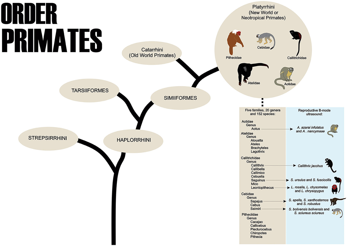 Frontiers | Ultrasonography of the neotropical primate female ...