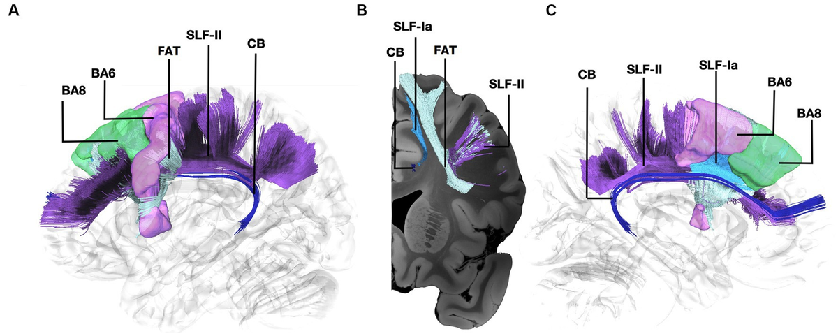 Frontiers | The anatomy of the four streams of the prefrontal cortex ...
