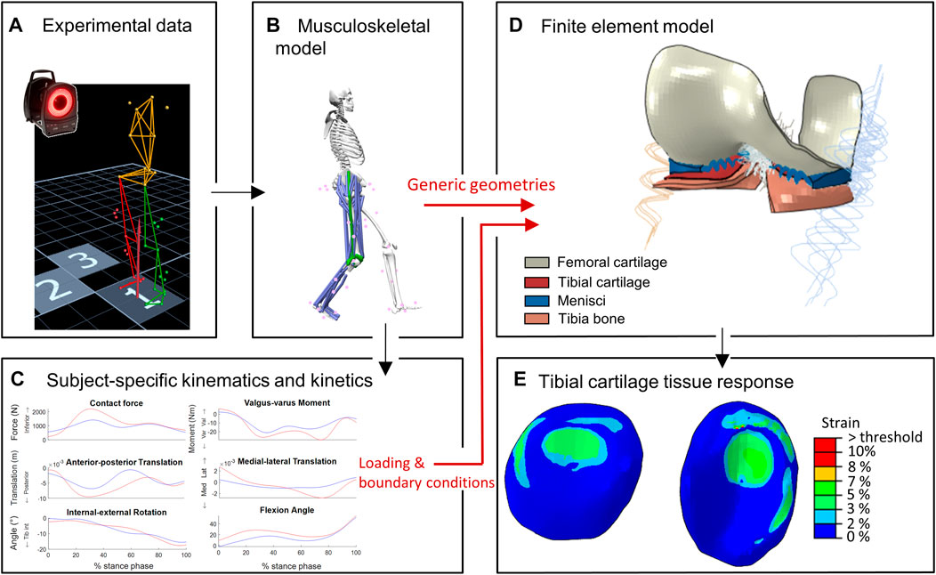 Frontiers | Signatures of disease progression in knee osteoarthritis ...