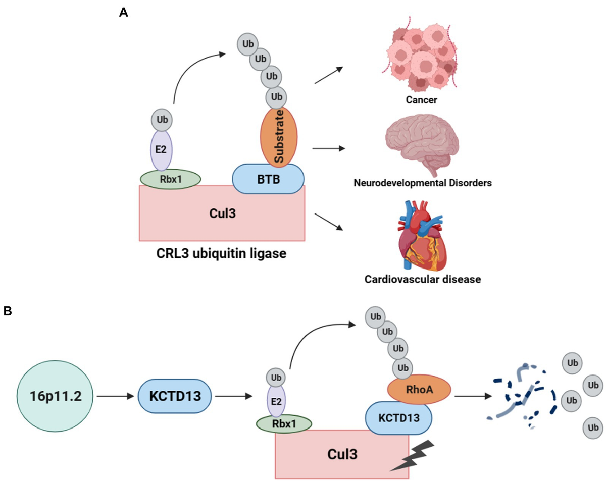 Frontiers | Current trends of high-risk gene Cul3 in neurodevelopmental ...