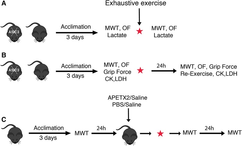 Frontiers | ASIC3 plays a protective role in delayed-onset muscle ...