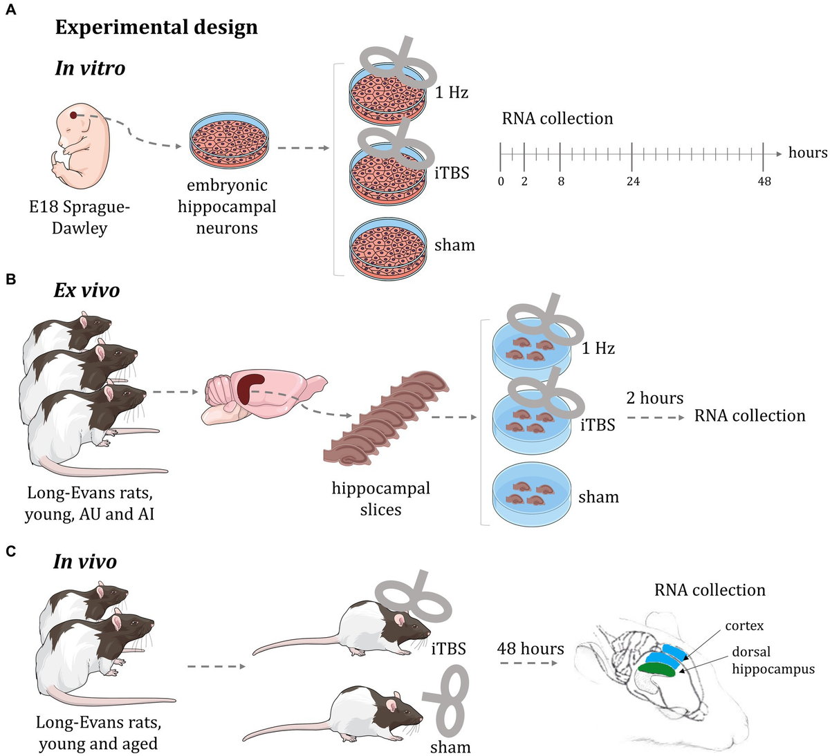 Frontiers | Transcriptional changes in the rat brain induced by ...