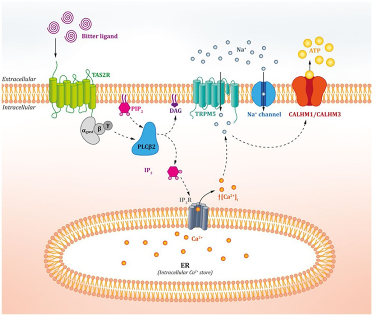 Frontiers | Bitter taste receptors along the gastrointestinal tract ...