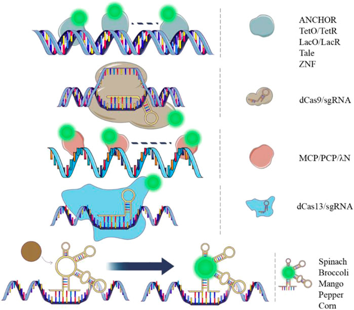 Frontiers | Live cell imaging of DNA and RNA with fluorescent signal ...