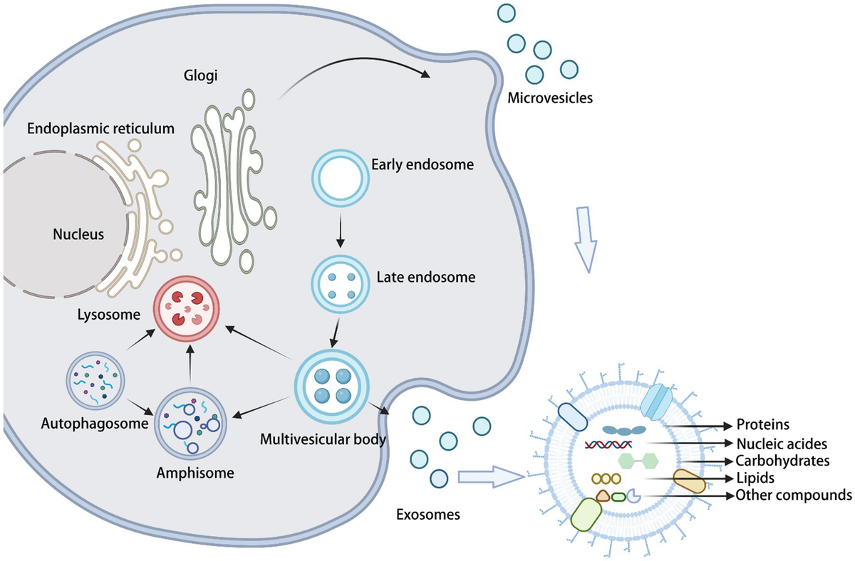 Frontiers | The emerging role of extracellular vesicles in fungi: a double-edged sword
