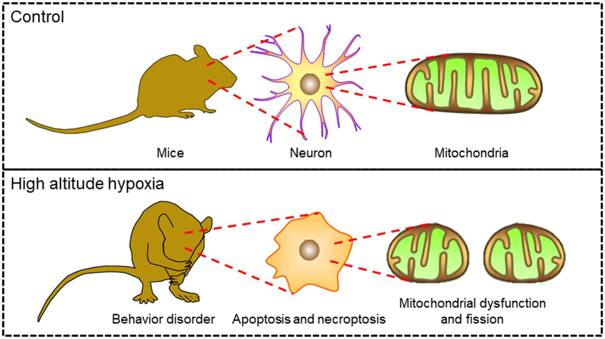 Frontiers | High-altitude cerebral hypoxia promotes mitochondrial ...