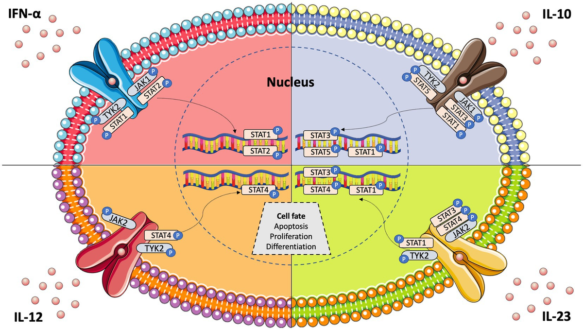 Frontiers | Janus kinase inhibitors in systemic lupus erythematosus ...