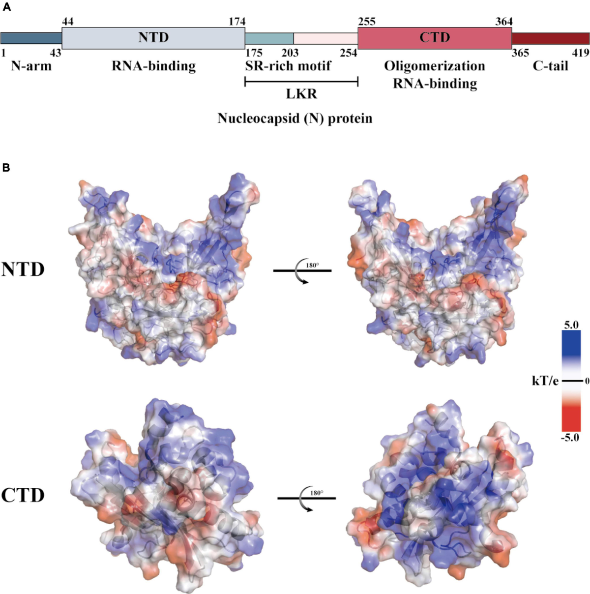 Frontiers | The role of SARS-CoV-2 N protein in diagnosis and ...
