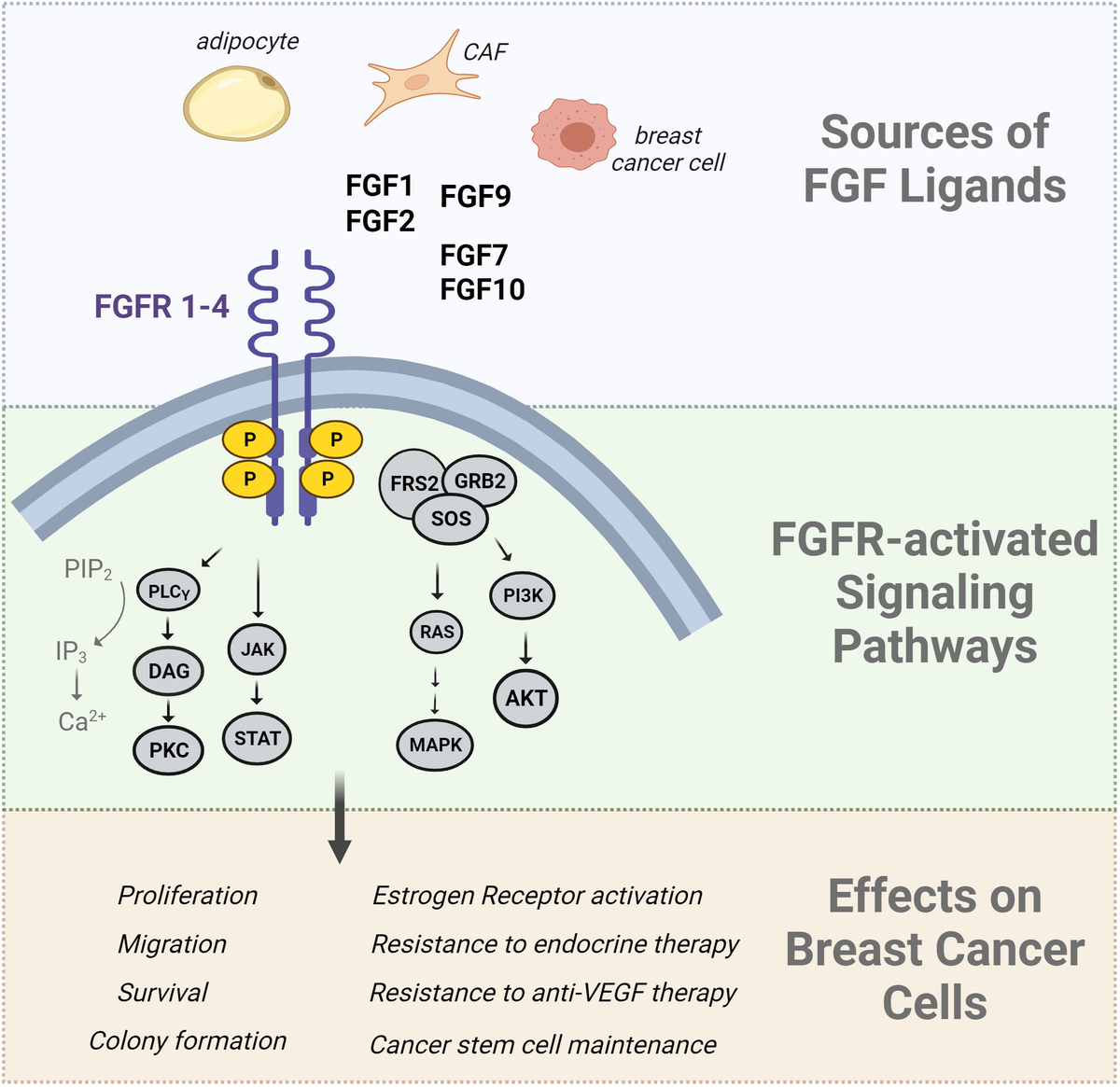 Frontiers | The impact of poor metabolic health on aggressive breast ...