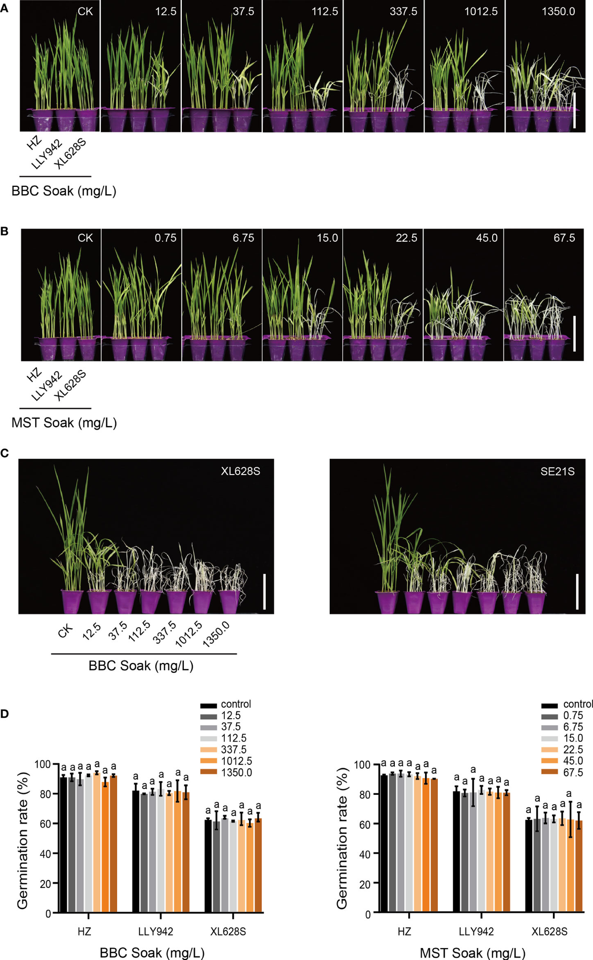 Frontiers | Utilizing differences in bTH tolerance between the parents ...