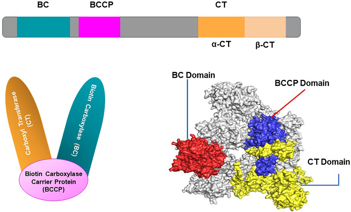 Frontiers | Emerging possibilities in the advancement of herbicides to ...