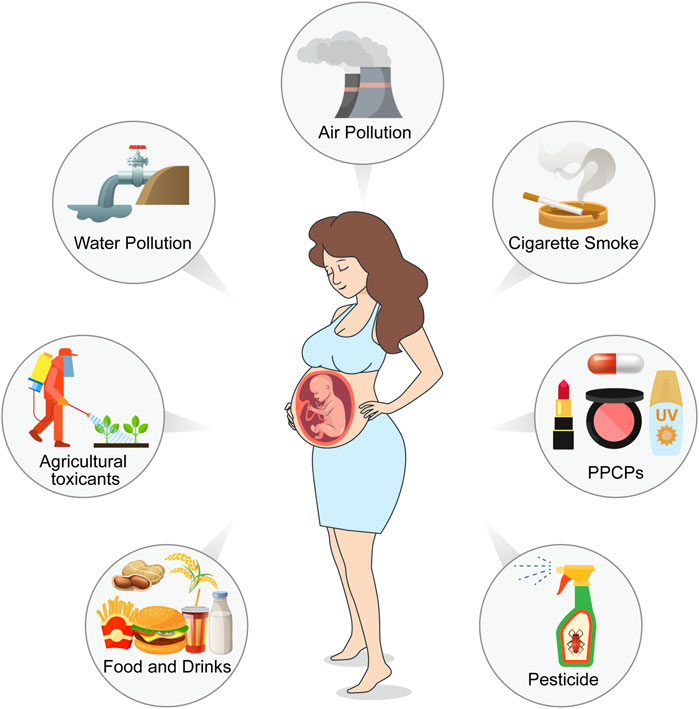 Frontiers | Fertility loss: negative effects of environmental toxicants ...