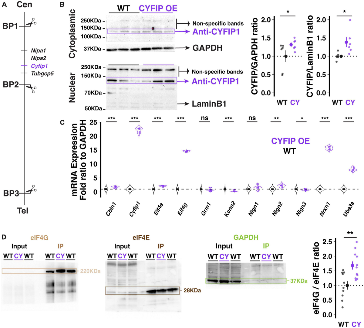 Frontiers | Overexpression of the autism candidate gene Cyfip1 ...