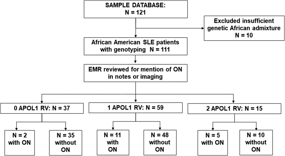 Frontiers | Osteonecrosis is associated with APOL1 variants in African ...