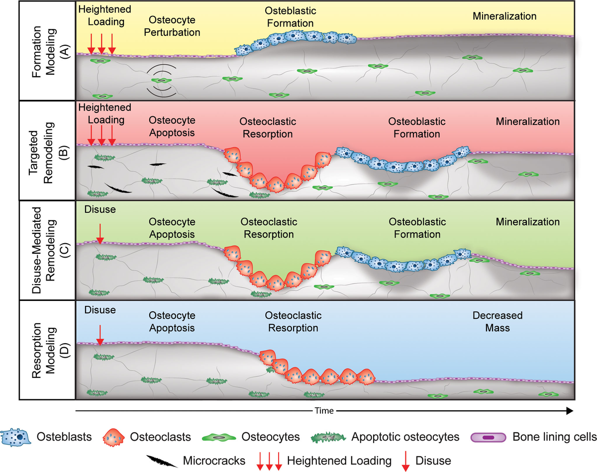 Frontiers | Exercise for optimizing bone health after hormone-induced ...