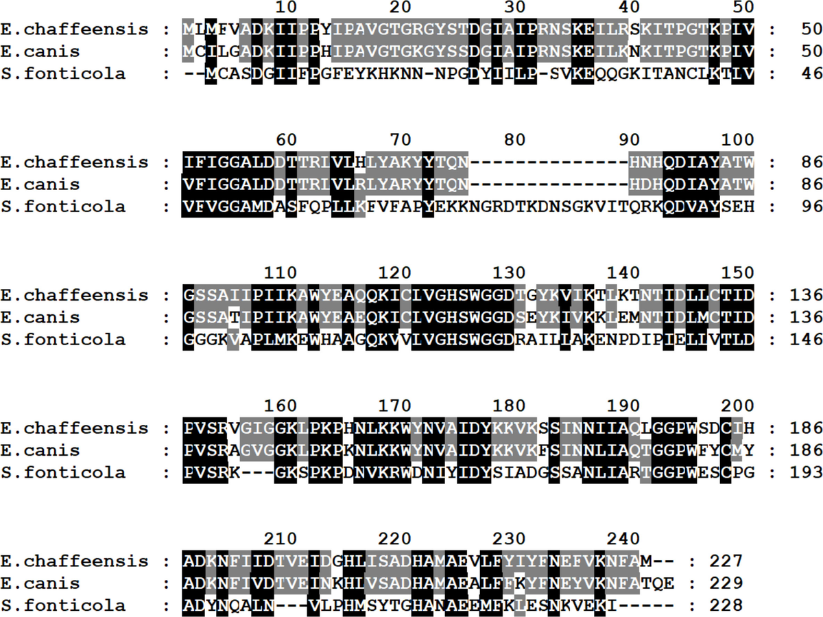Frontiers | Multiple Ehrlichia chaffeensis genes critical for ...
