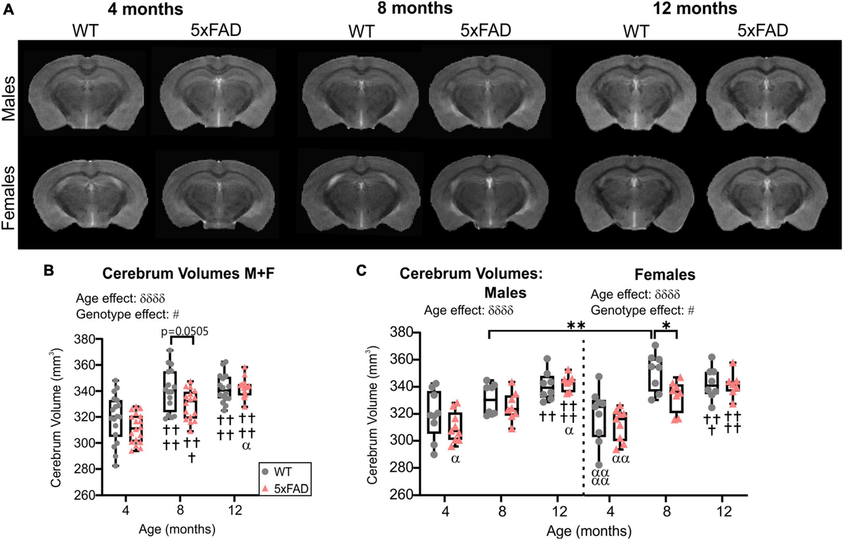 Frontiers | Cortical cerebrovascular and metabolic perturbations in the 5xFAD mouse model of ...